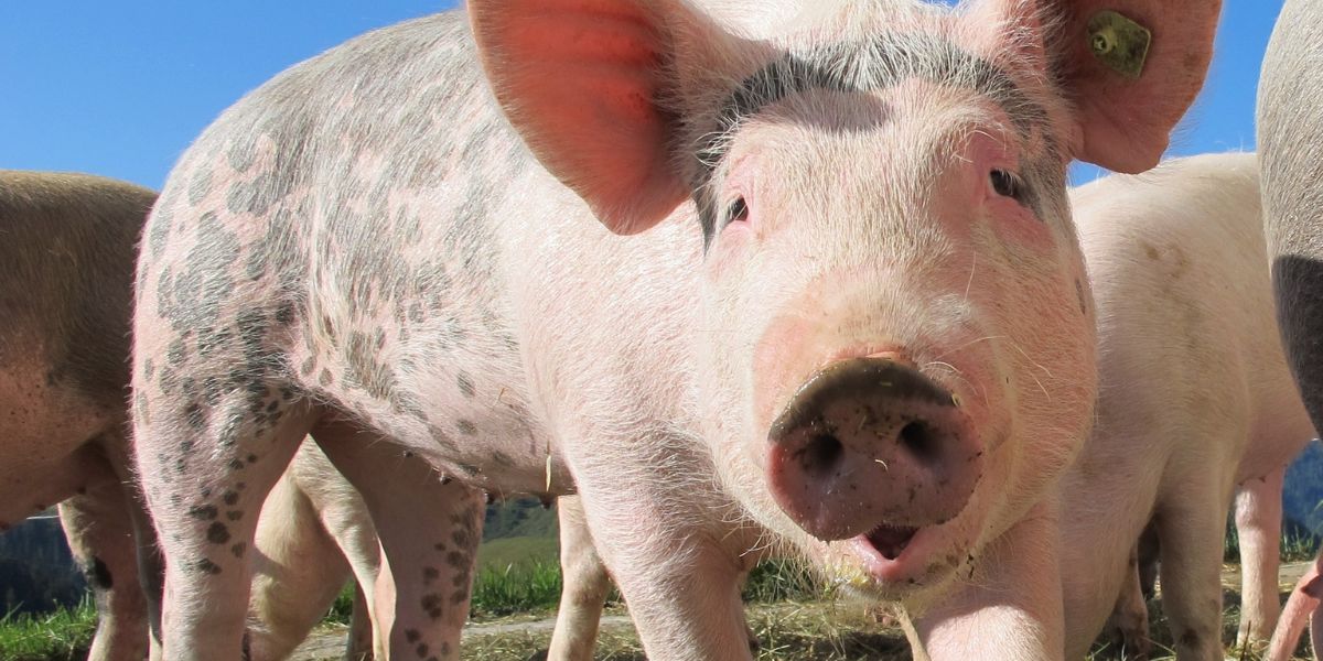 A Pecuária suína no Brasil – Gavioli Equipamentos