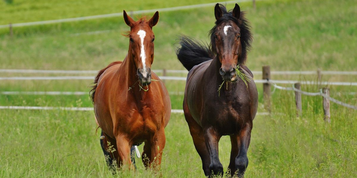 Pecuária equina: uma paixão nacional – Gavioli Equipamentos